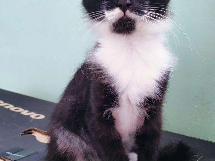 Котенок девочка