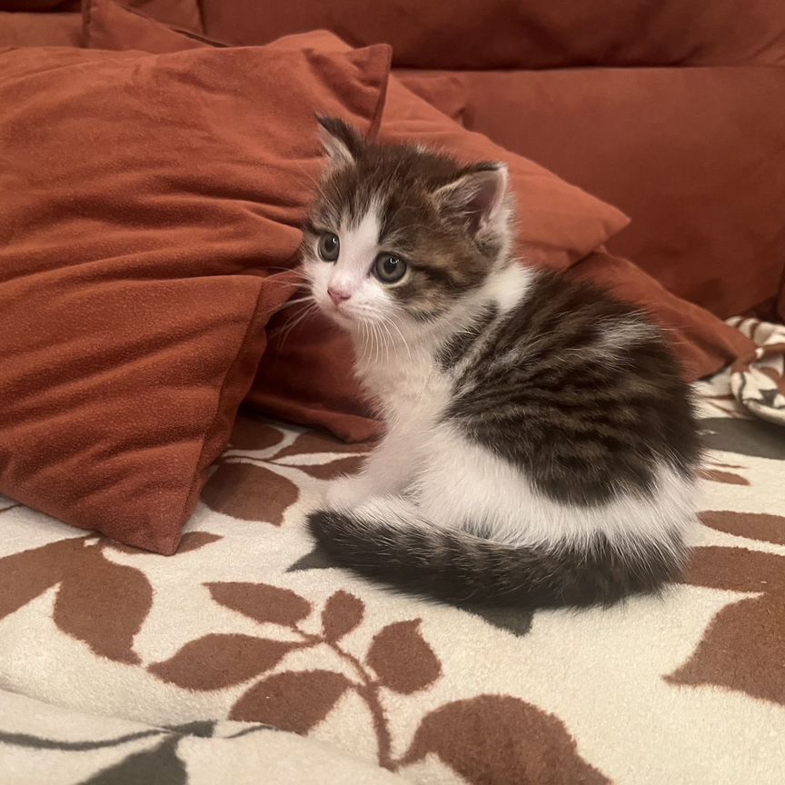 Котенок мальчик игривый