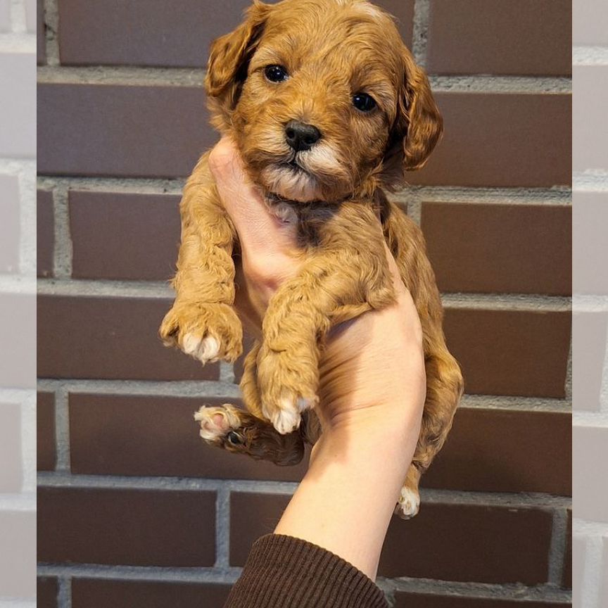 Кавапу, щенок