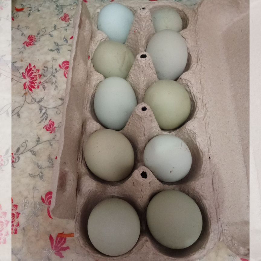 Домашние куриные яйца инкубационное