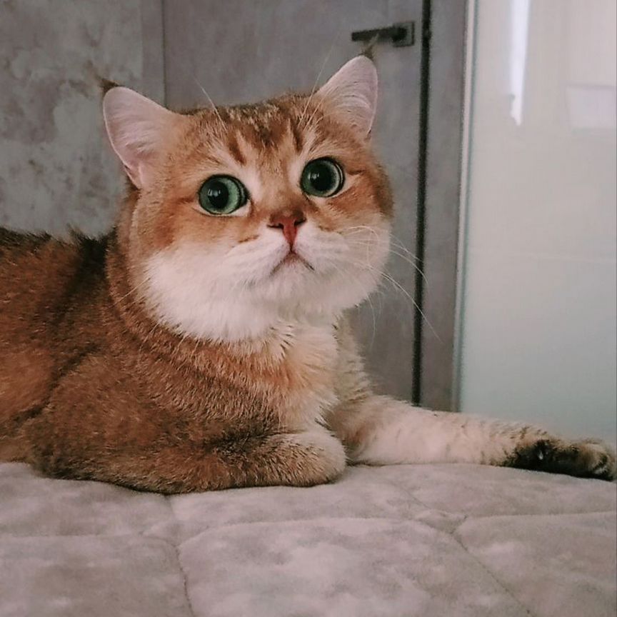 Отдам котика в добрые руки