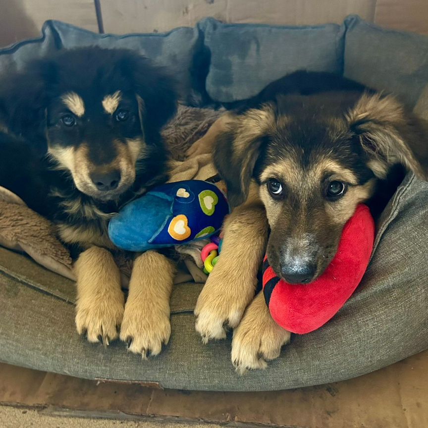 Щенок в добрые руки