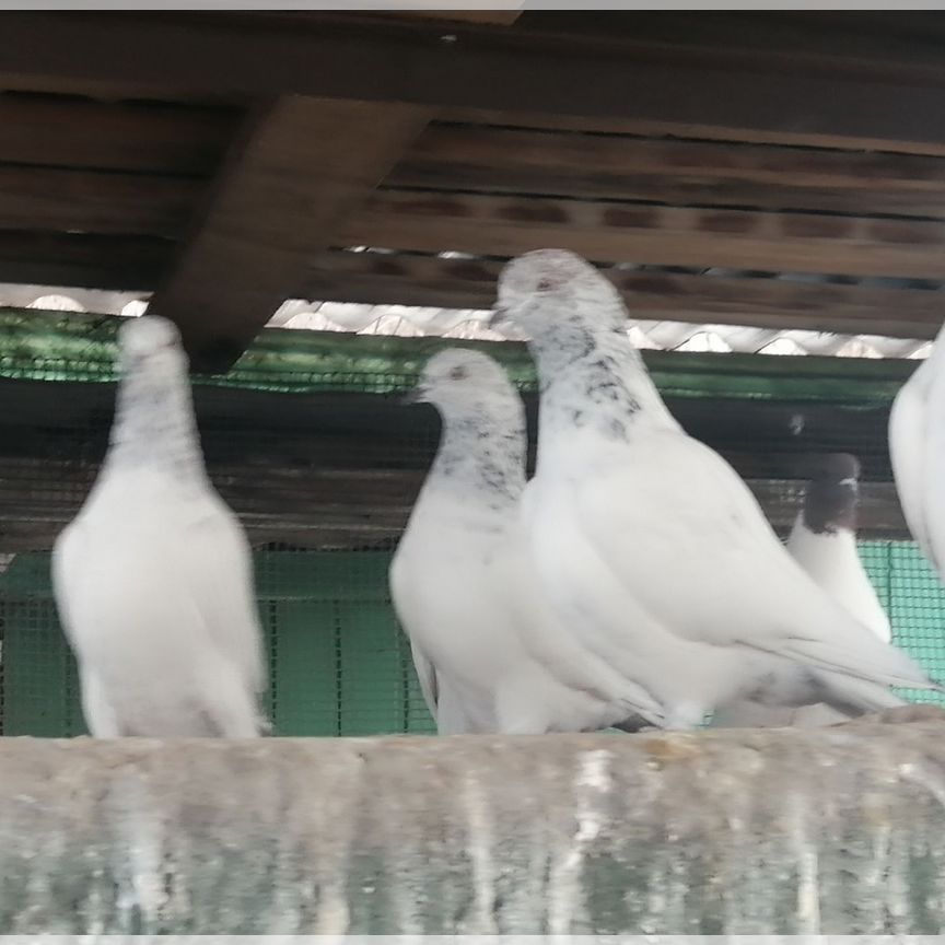 Пакистанские голуби