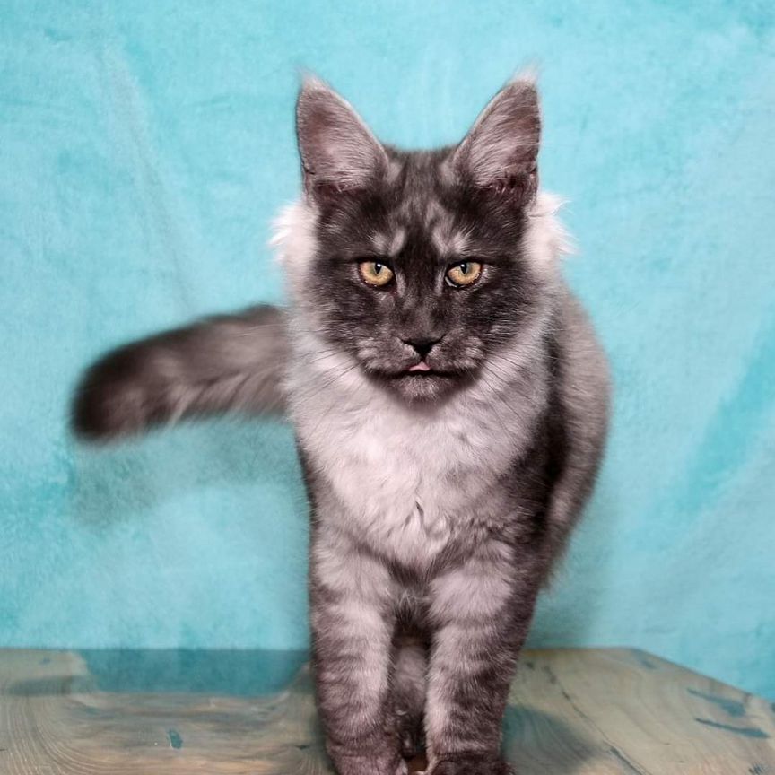 Черный дымный котик