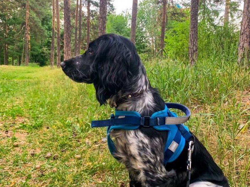 Щенки русского спаниэля