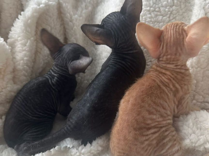 Канадский сфинкс котята