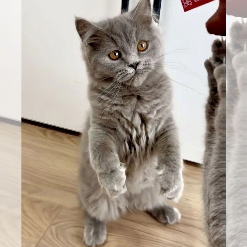 Британский длинношёрстный котёнок