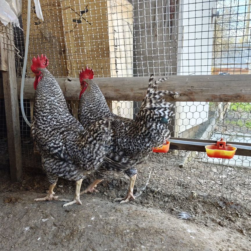 Петухи породы доминант