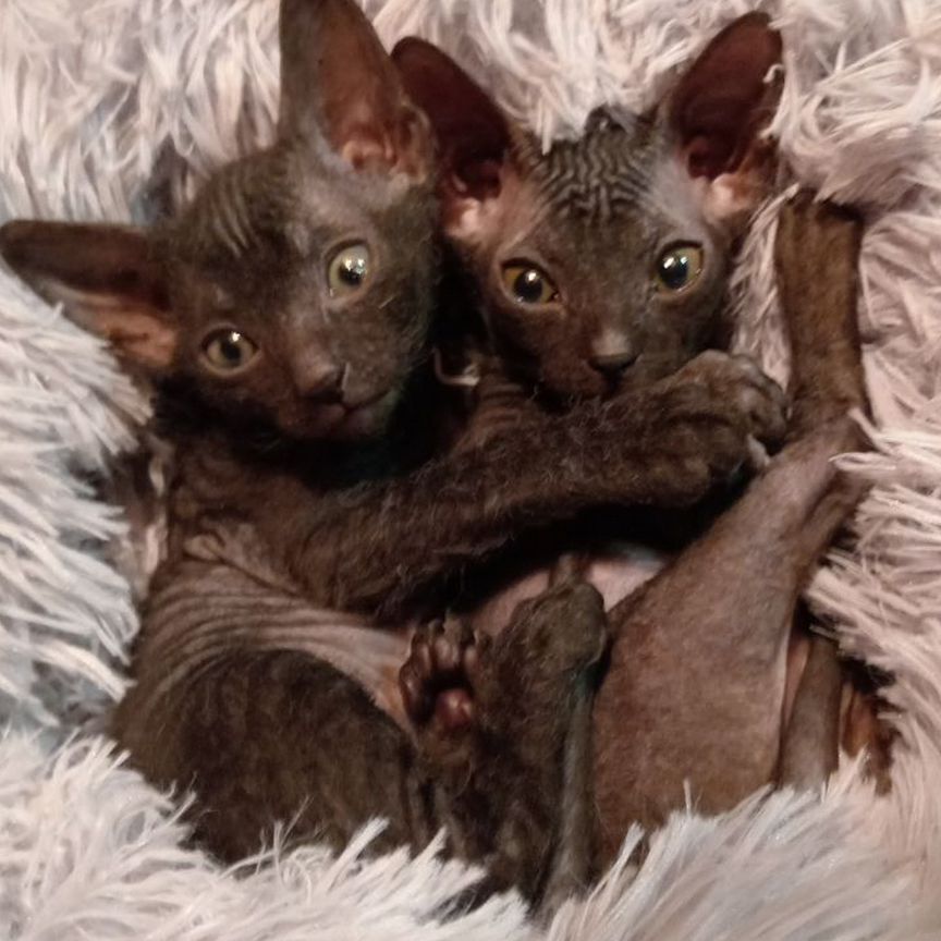 Донской сфинкс котёнок