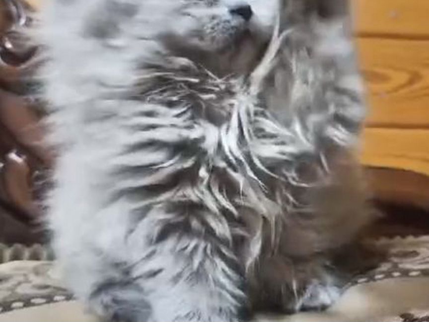 Чудесная девочка, 2 мес