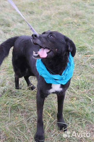 Макса обижают собаки в приюте