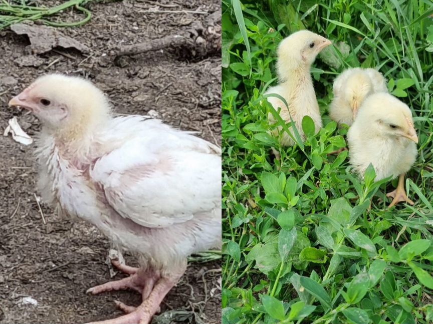 Продажа цыплят бройлеров
