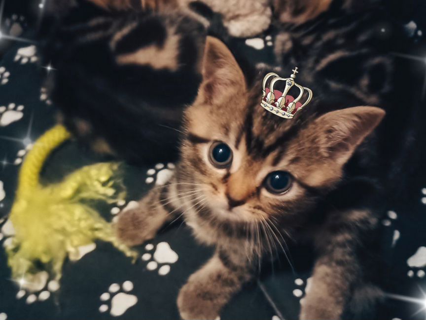 Шотландский котенок мальчик