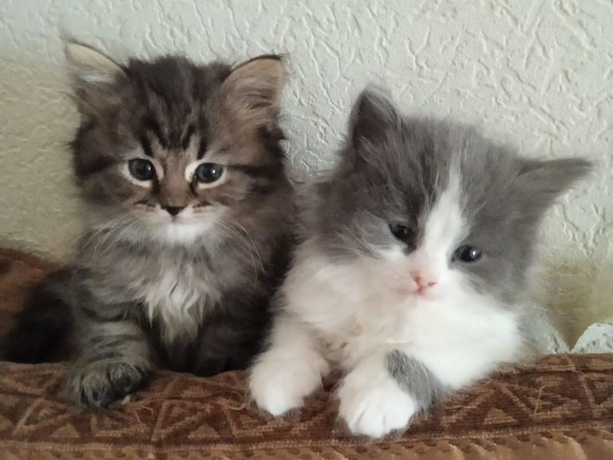 Котенок/ котята / кошка/ кот отдам за вкусняшку