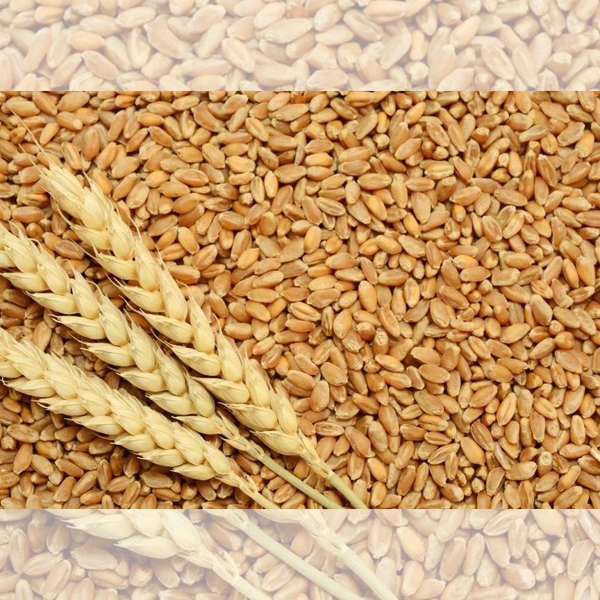 Продам пшеницу