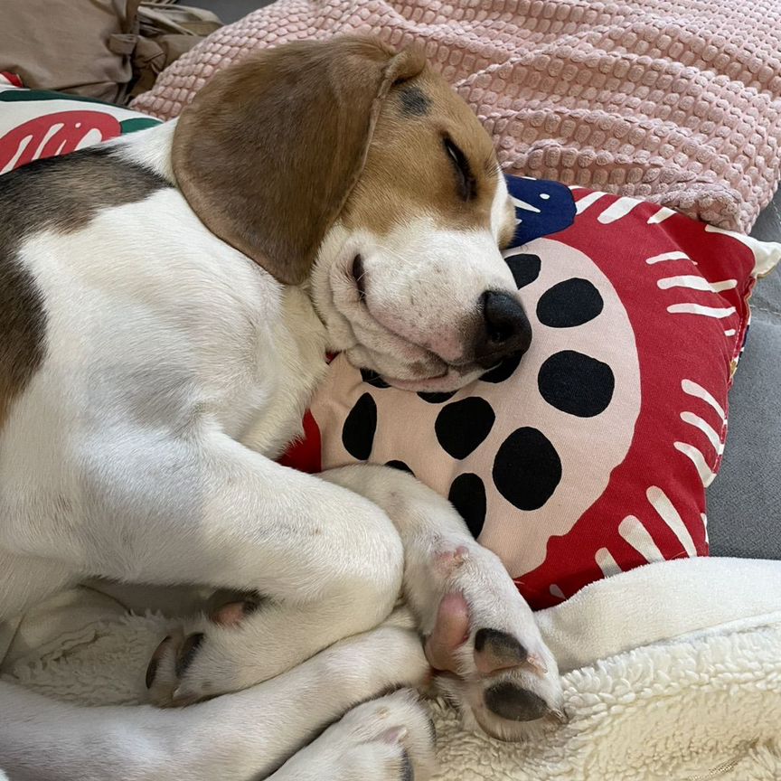 Щенок бигль мальчик 6 мес