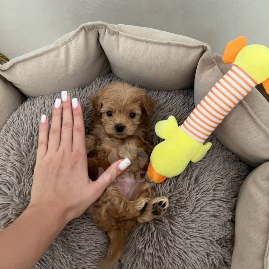 Мальтипу f1 mini девочка