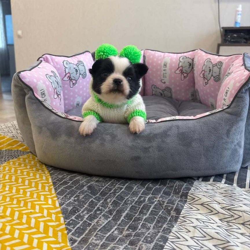 Мальчик чиxуахуа