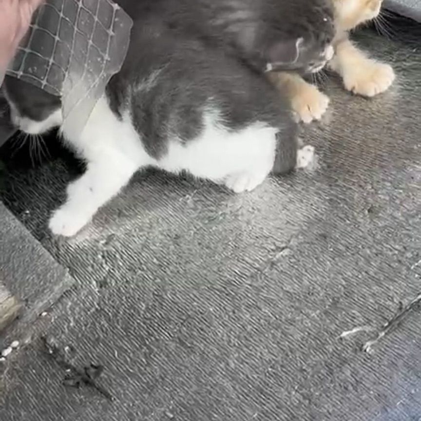 Котята в добрые руки