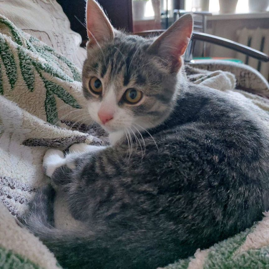 Котенок мальчик в любящие руки