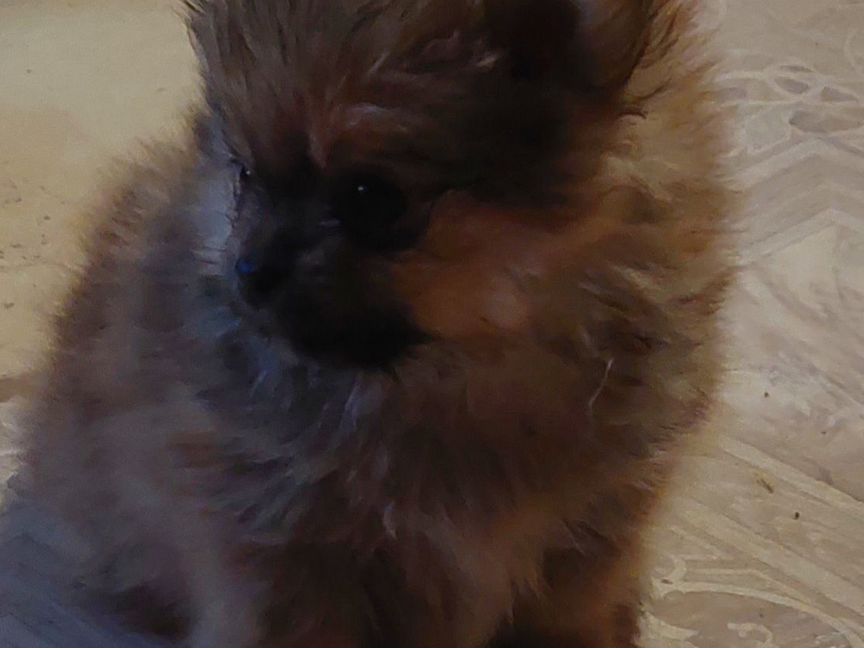 Шпиц миниатюра