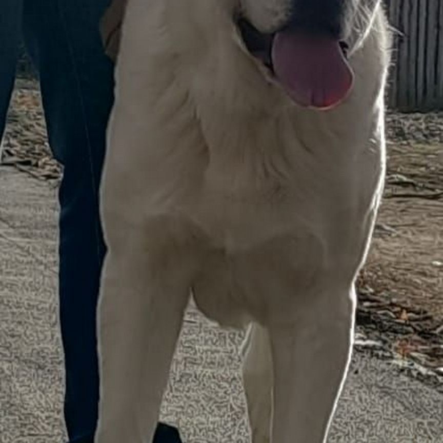 Продаётся кобель сао