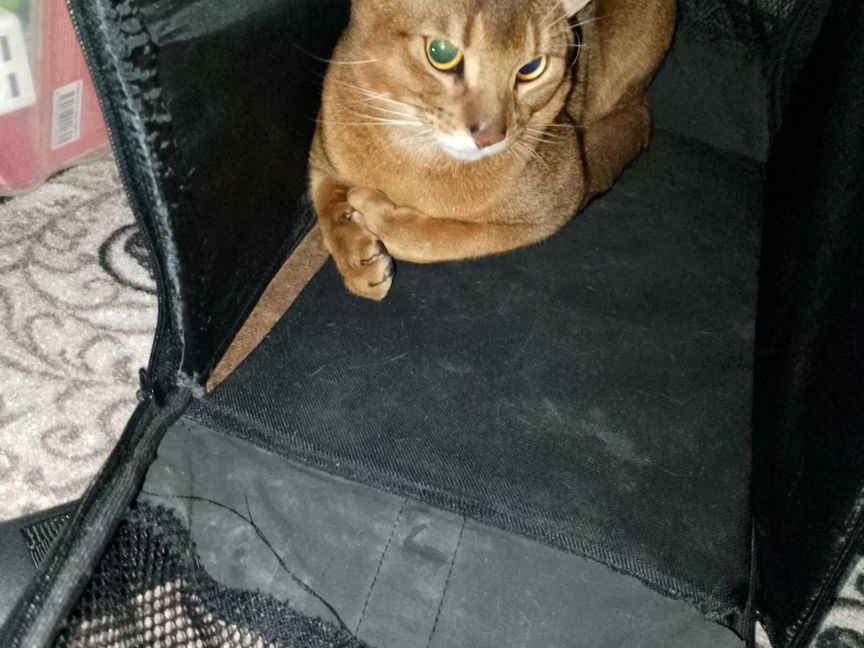 Абиссинский кот