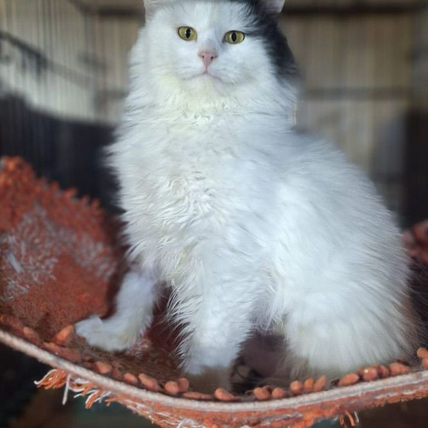 Котенок ищет дом