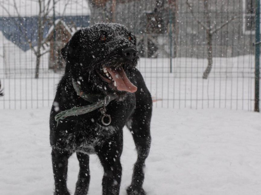 Любвеобильный дратхаар