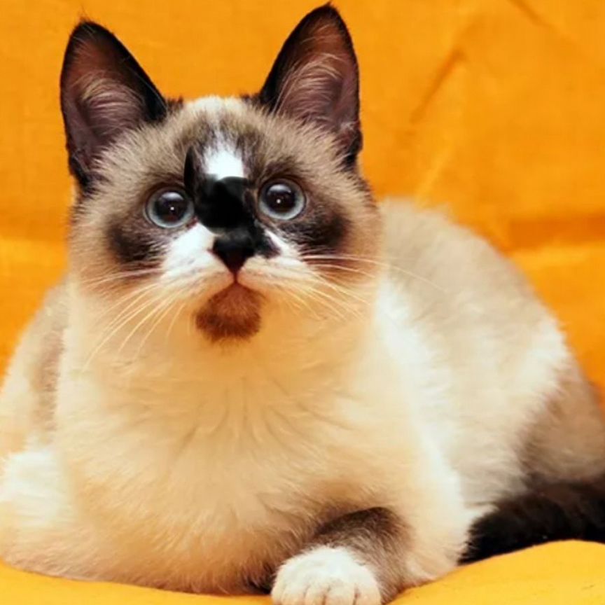 Сноу-Шу котёнок