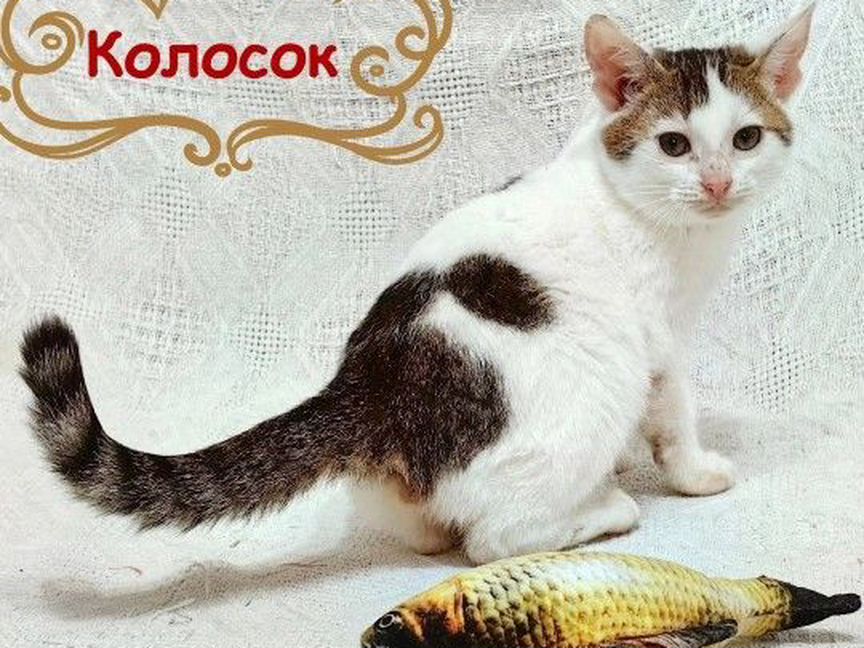 Котёнок-мальчик в добрые руки для семьи с детьми