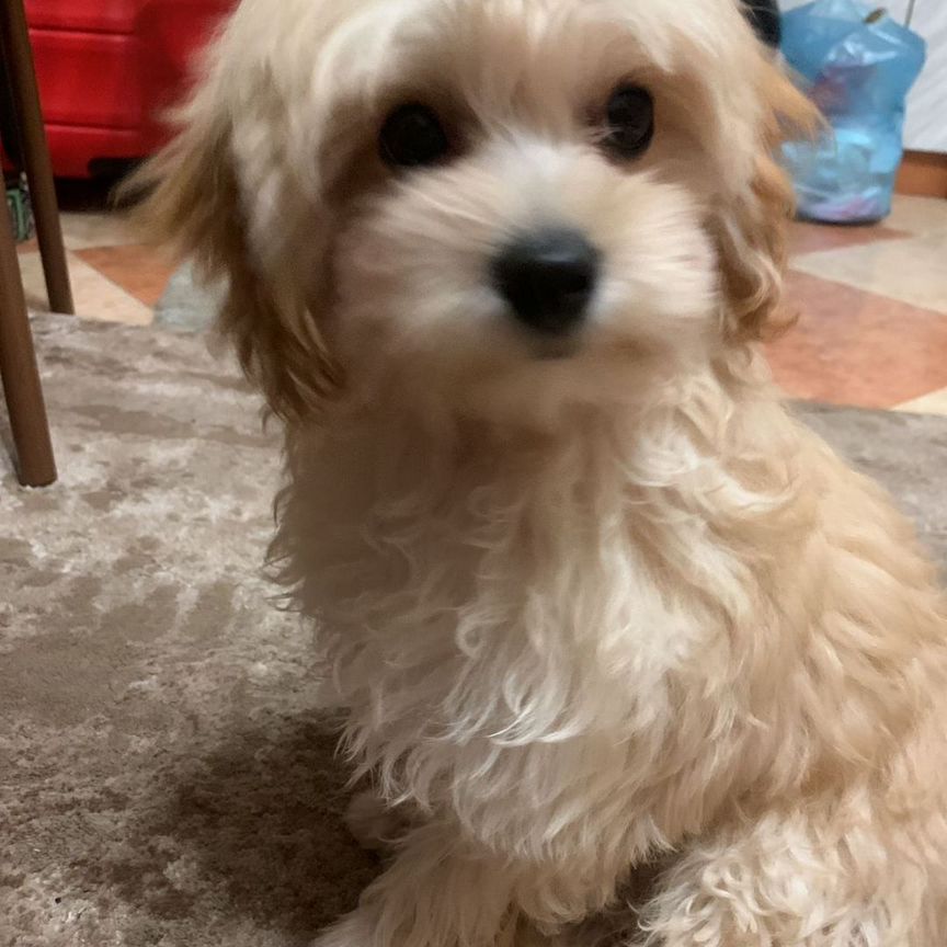 Мальтипу f1 мальчик