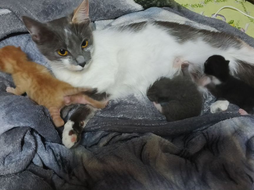 Котята метисы породы Шартрез бесплатно