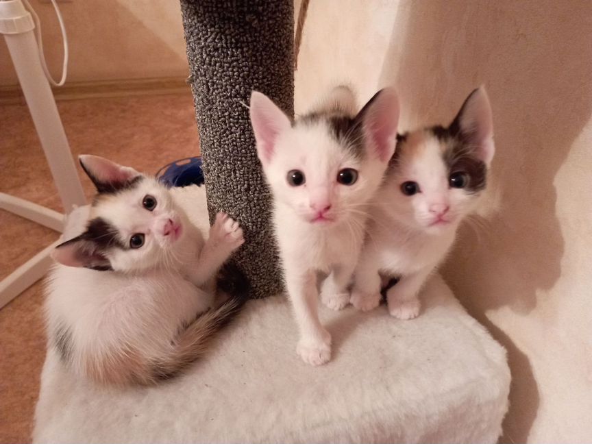 Котята метисы корниш-рекса
