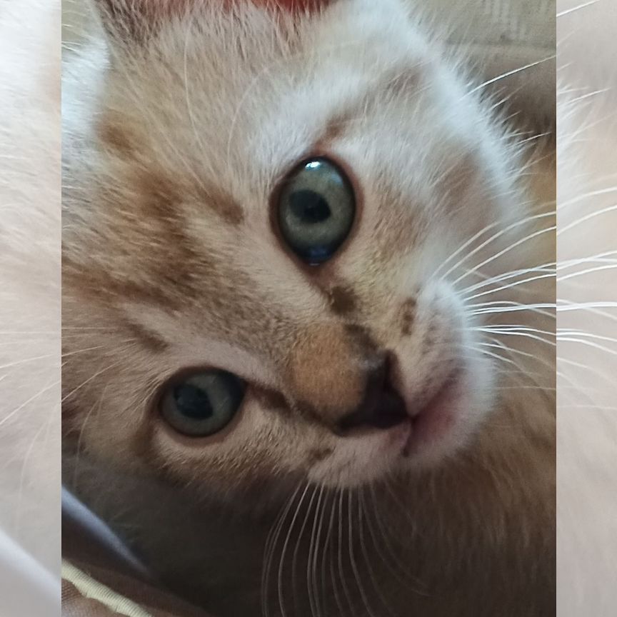 Котята в добрые руки бесплатно