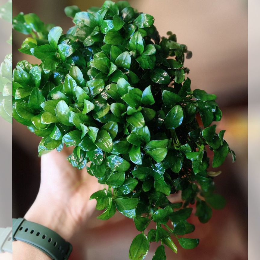 Анубиас нана петит