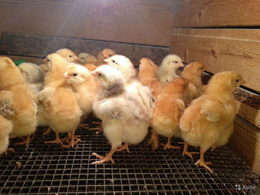 Цыплята цветной бройлер