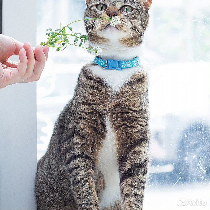 Кот Ластик ищет дом