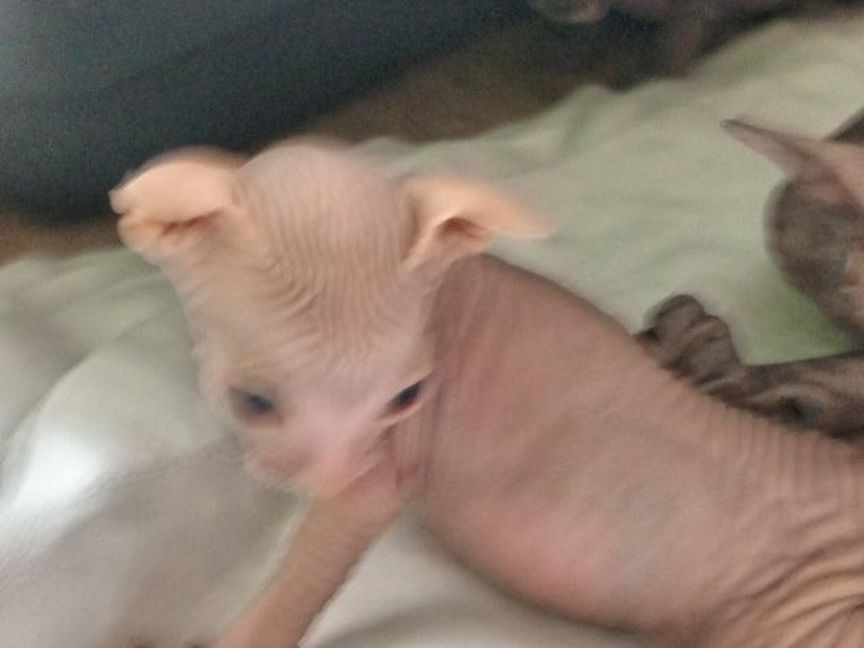 Домашние животные котята