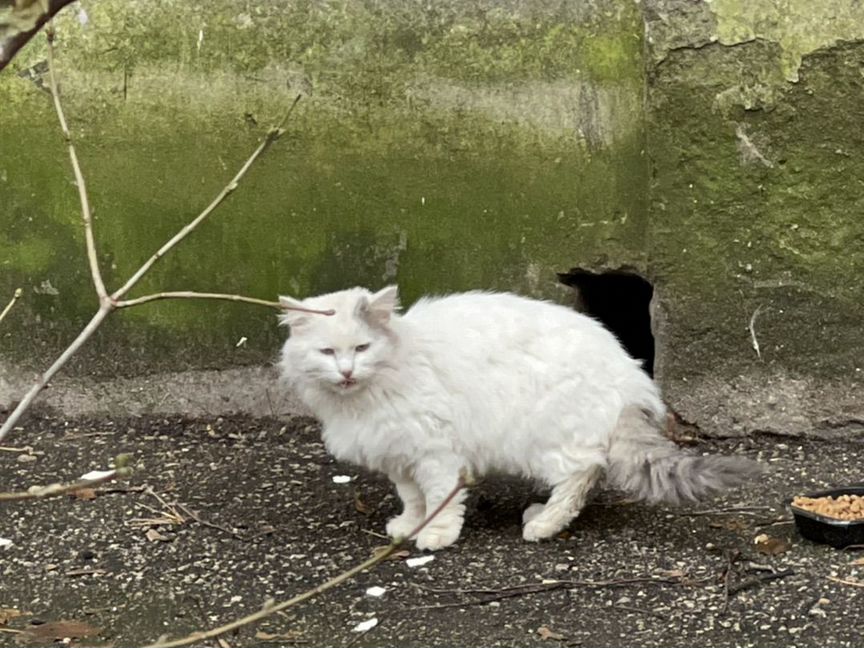 Котик одинокий