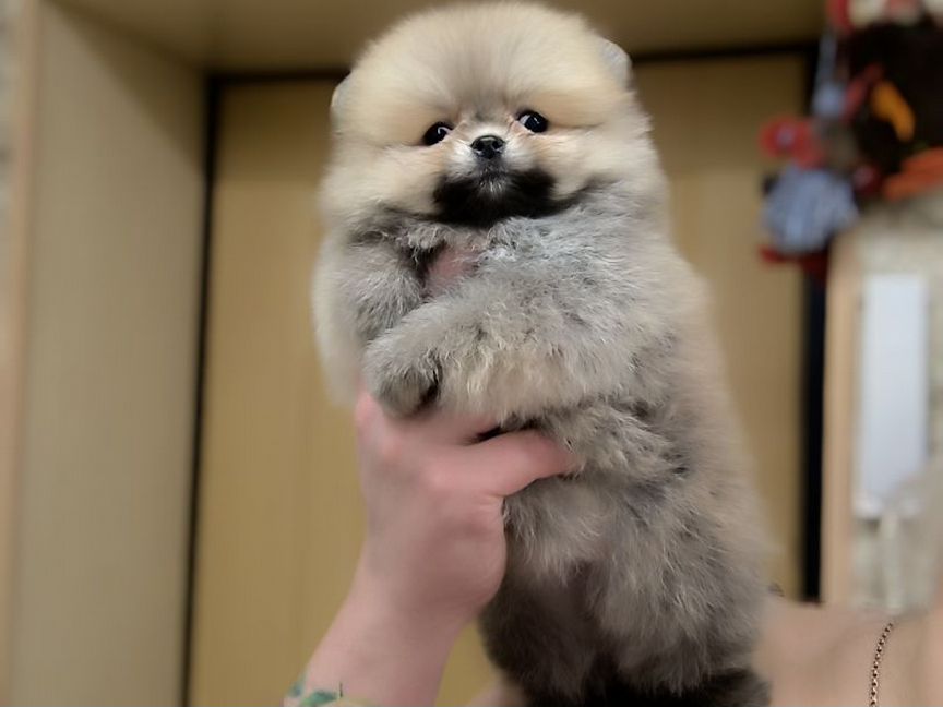 Уфа девочка - помераночка