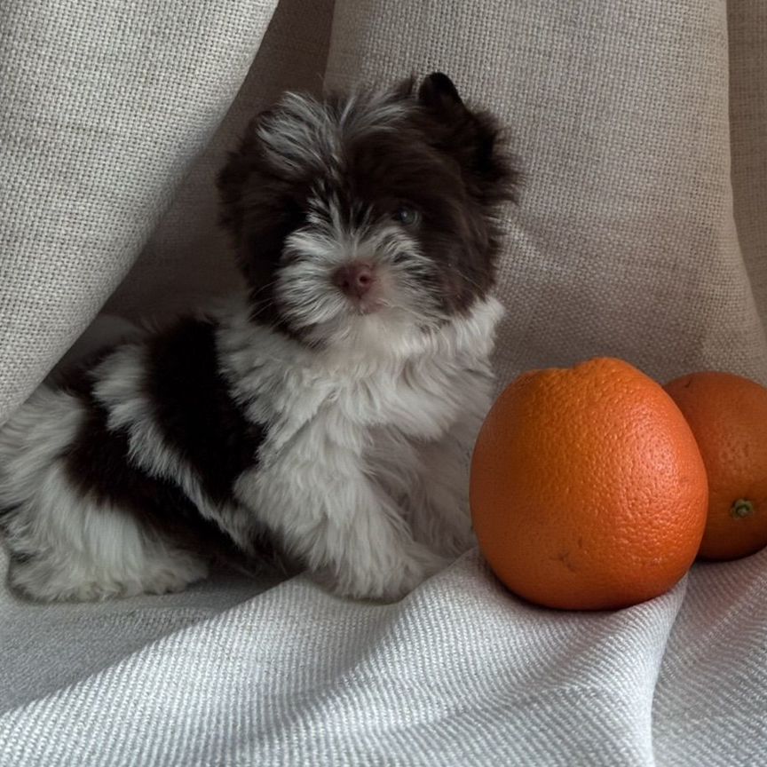 Биро-йоркширский терьер, щенок