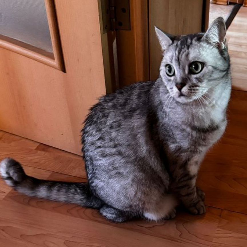 Британский кот