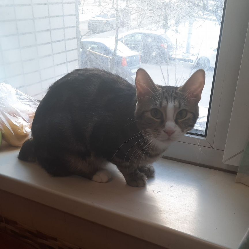 Кошка курильский бобтейл бесплатно