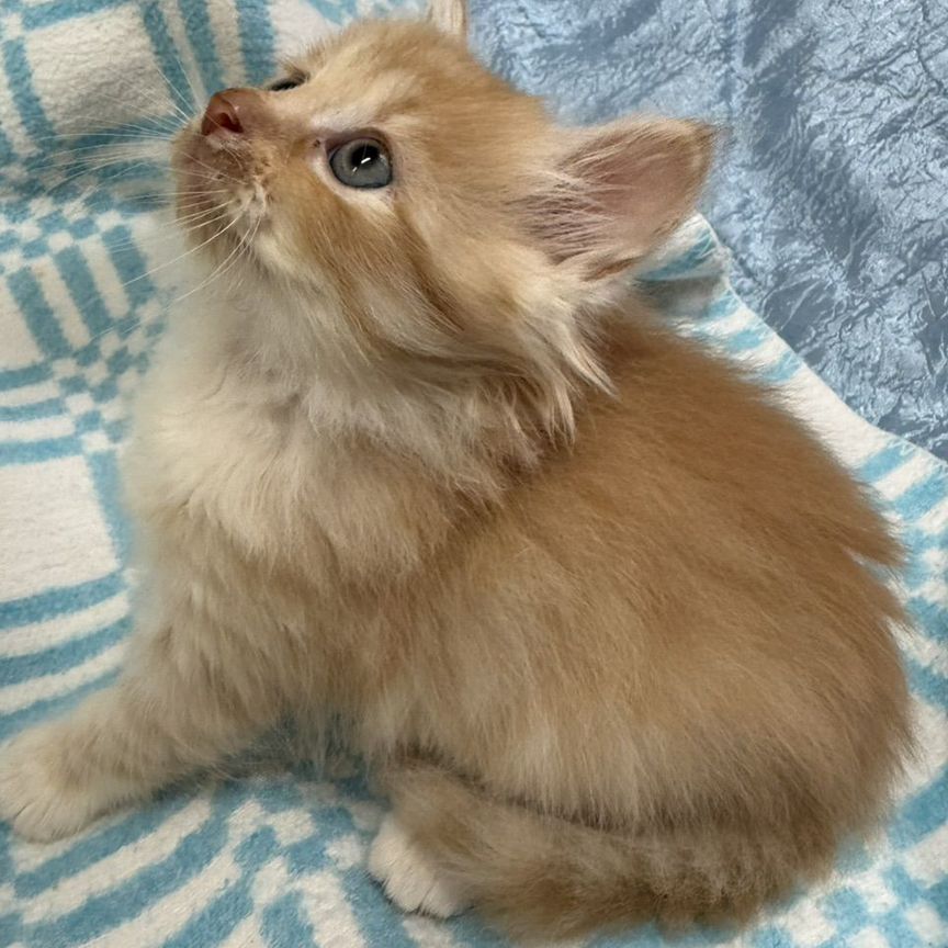 Котята рыжики