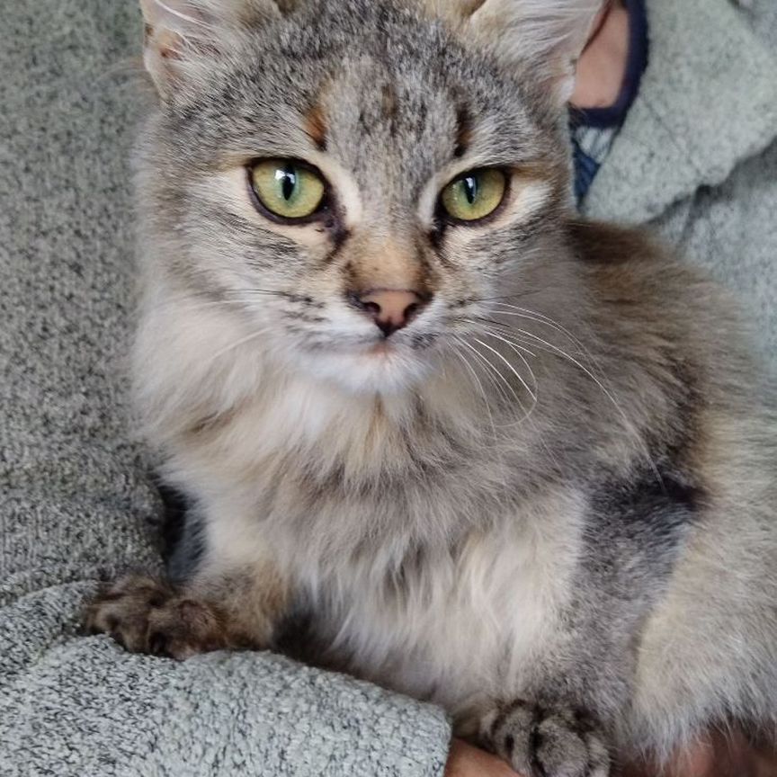 Кошку зовут Мышка очень дружелюбная, добрая