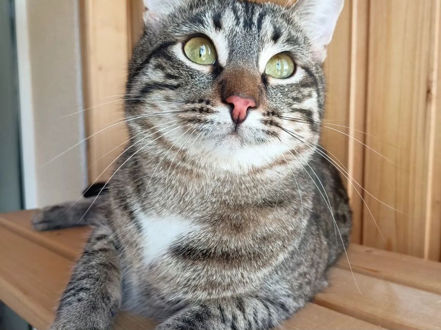 Кот Фундук
