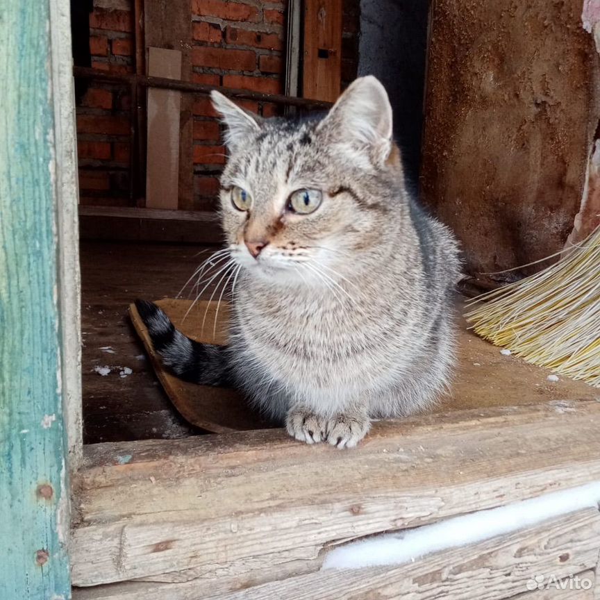 Кошка в беде ищет дом
