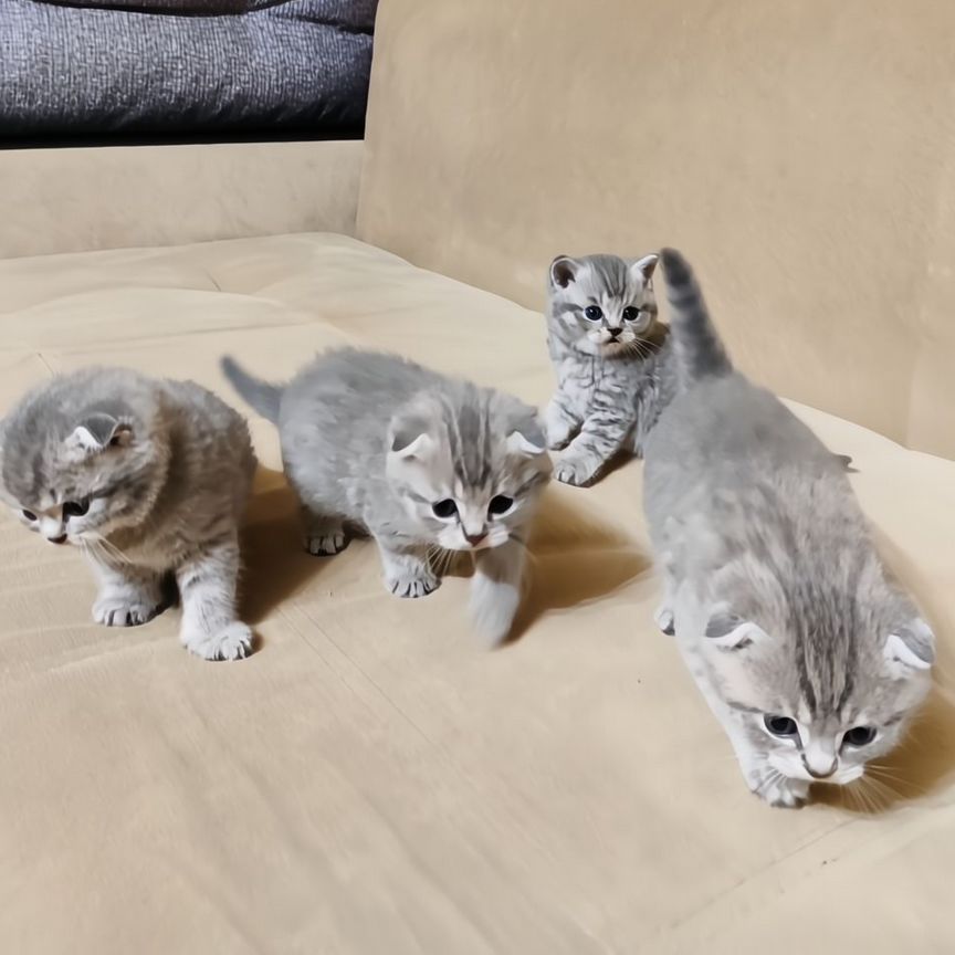 Шотландский вислоухий короткошёрстный котёнок