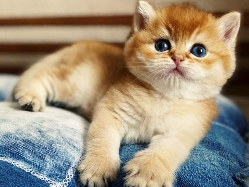 Котёнок британский золотая шиншилла ny11
